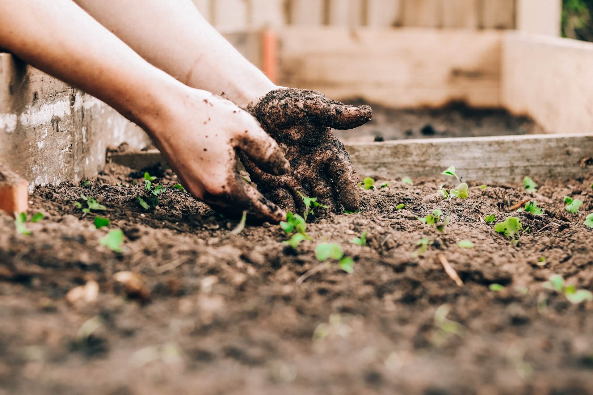 Saiba quais hortaliças cultivar na sua horta caseira no verão
